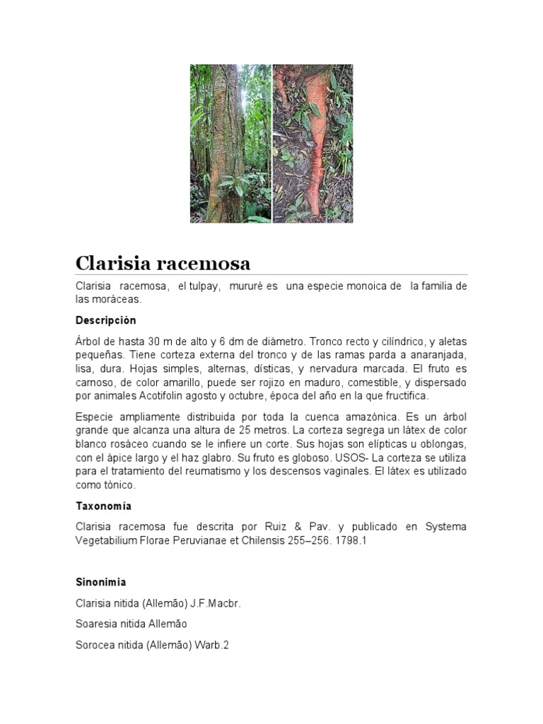 Clarisia Racemosa | PDF
