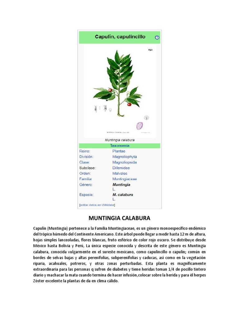 Capulín: Árbol Nutritivo y Medicinal | PDF | Flora | Forma de vida vegetal