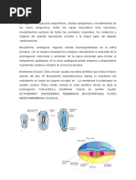 Mesodermo y Derivados | PDF | Biología del desarrollo | Anatomía