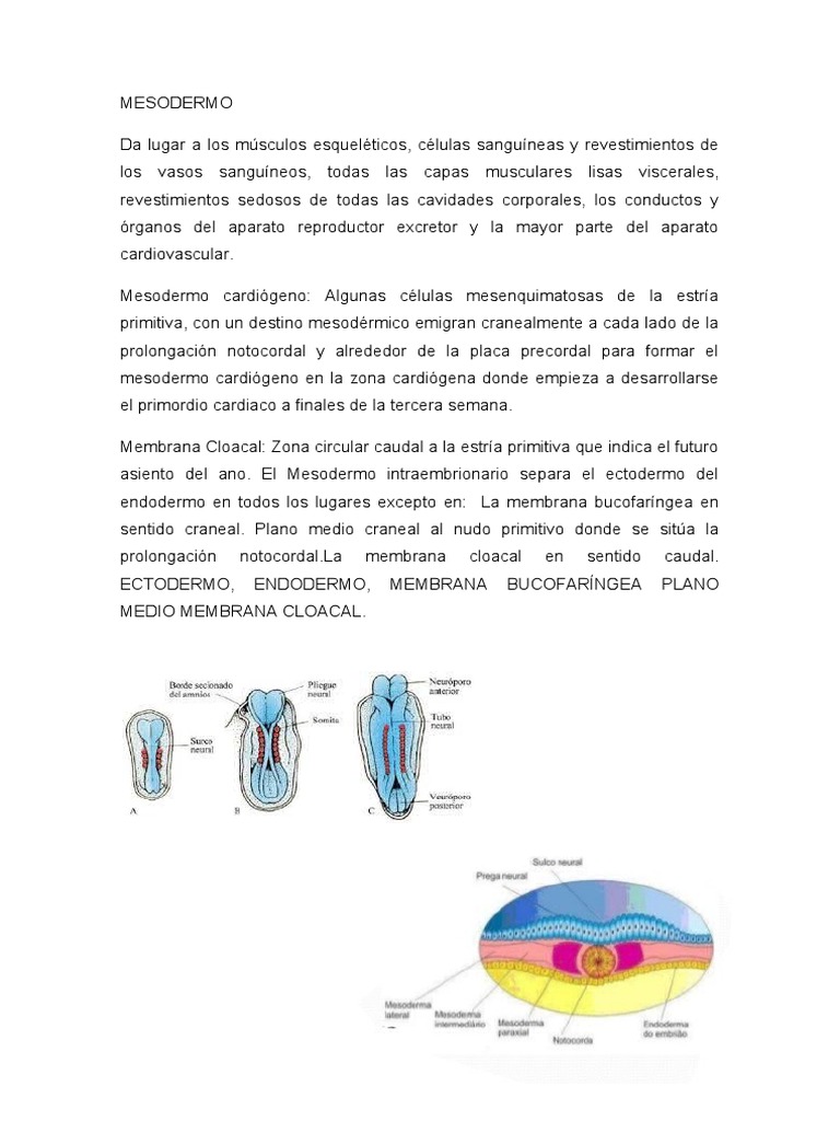 MESODERMO | PDF | Zoología | Anatomia animal