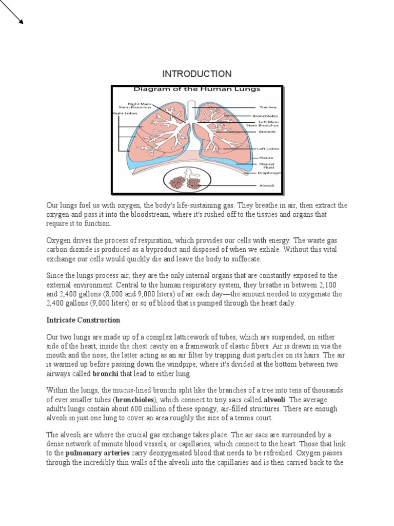 How Lungs Work: The Body's Oxygen-Processing Organs | PDF | Lung | Lung ...