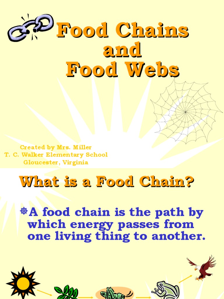 Food Chains and Food Webs | PDF