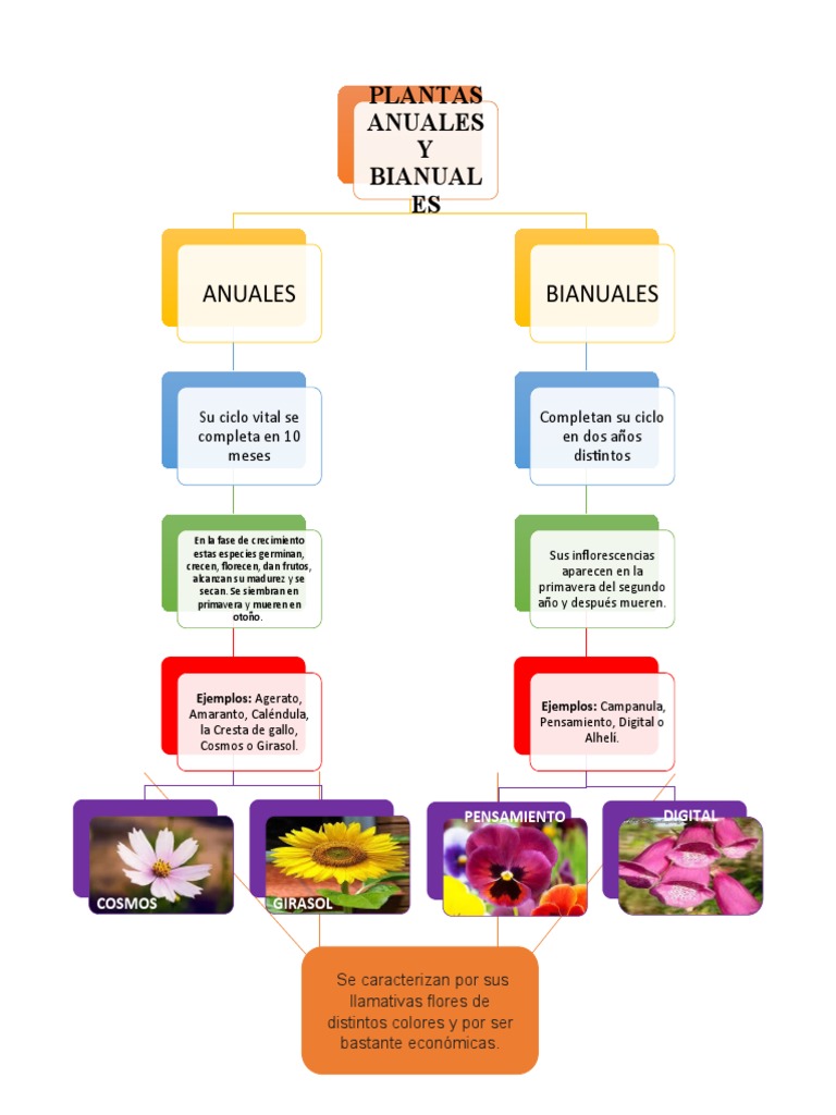 Plantas Anuales y Bianuales Esquema | PDF