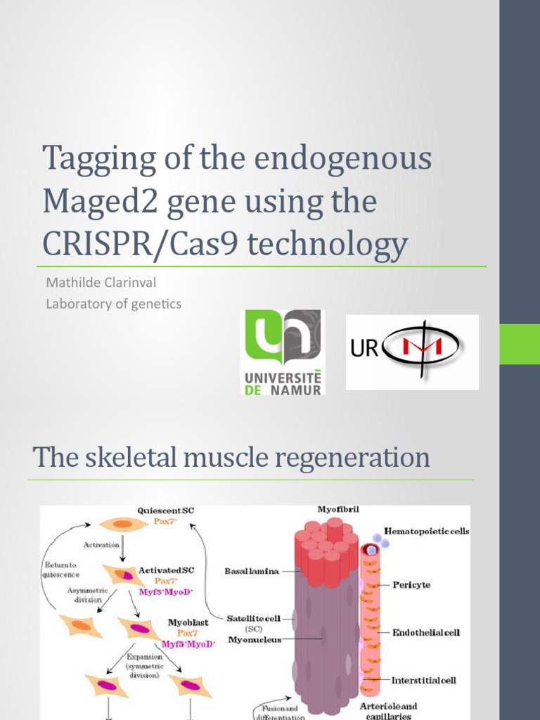 Tagging of The Endogenous Maged2 Gene Using The CRISPR/Cas9 Technology ...