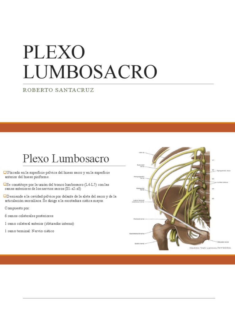 Plexo Lumbosacro | PDF | Tejido suave | Extremidades (anatomía)