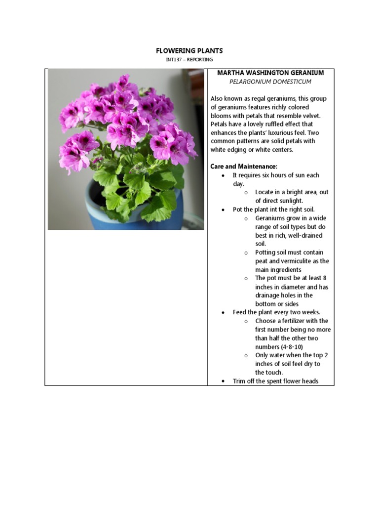 Flowering Plants: Martha Washington Geranium | PDF | Houseplant | Plants
