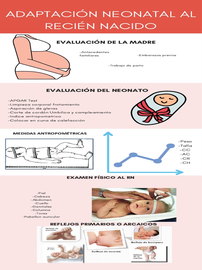 Adaptación Neonatal Al Recién Nacido | PDF