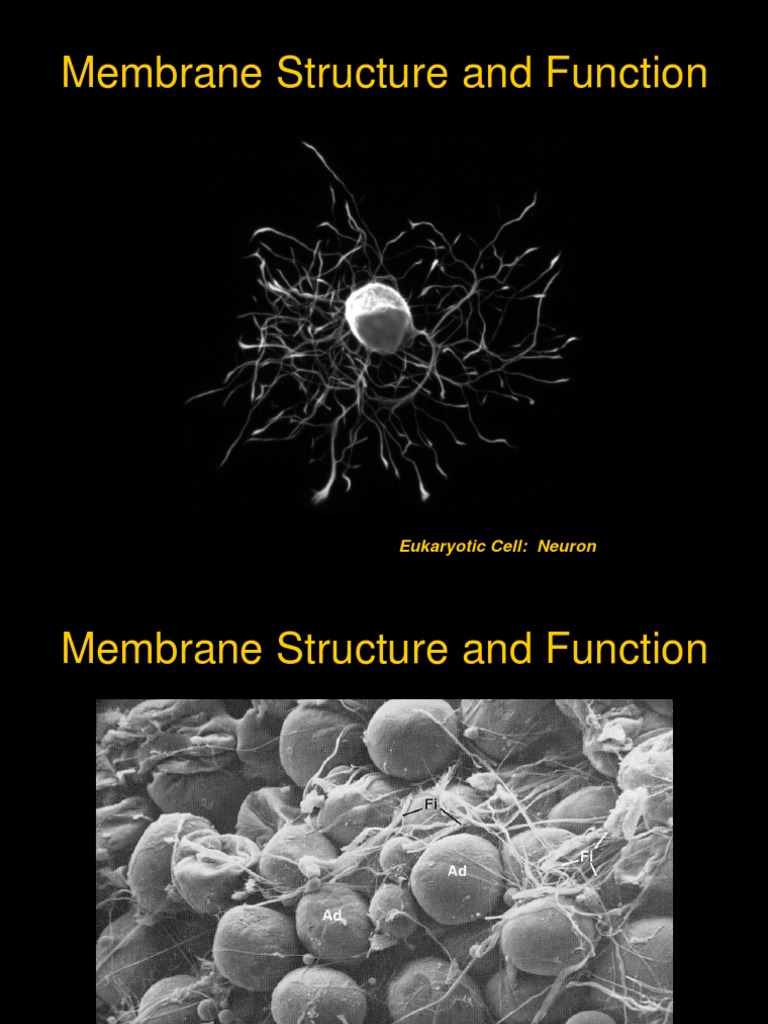 Membrane Structure and Function | PDF | Cell Membrane | Osmosis