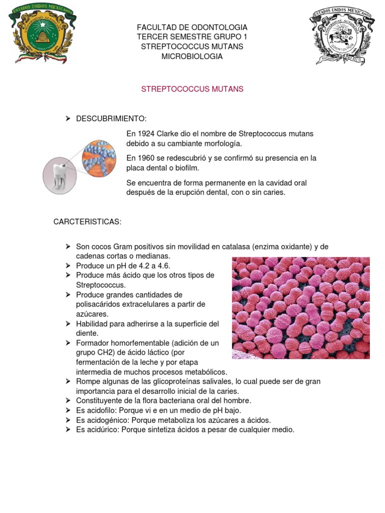 Streptococcus Mutans PDF | PDF | Estreptococo | Las bacterias