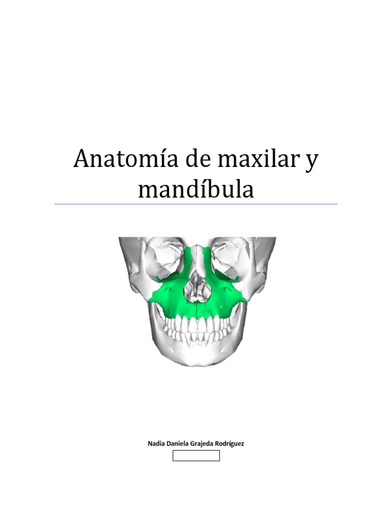 Anatomía de Maxilar y Mandíbula | PDF | Cara | Anatomía humana