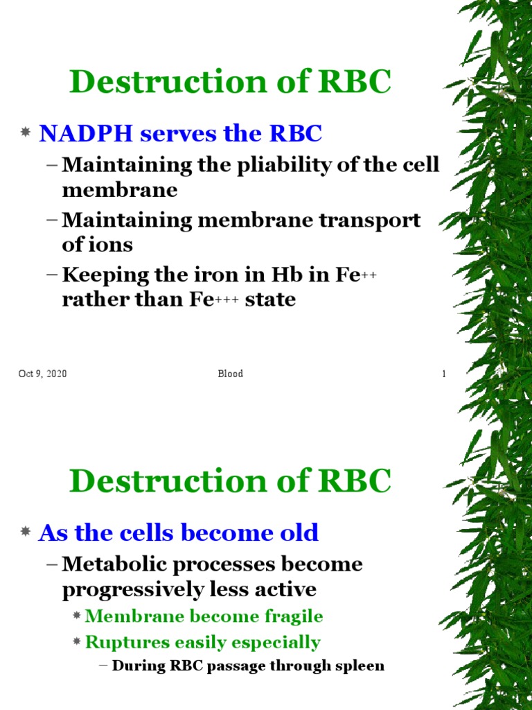 Destruction of RBC: NADPH Serves The RBC | PDF | Anemia | Red Blood Cell