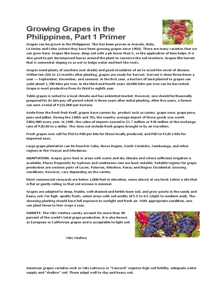 Growing Grapes in The Philippines | PDF | Grape | Vitis