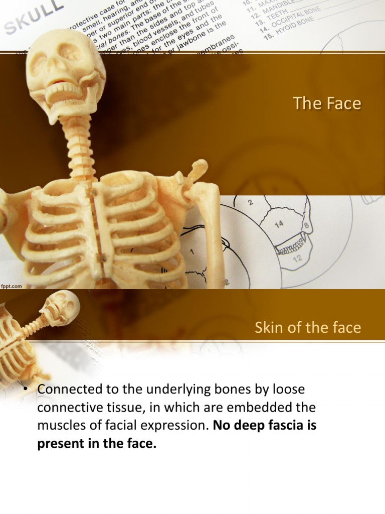 Anatomy of the Head, Face, and Neck | PDF | Common Carotid Artery | Neck