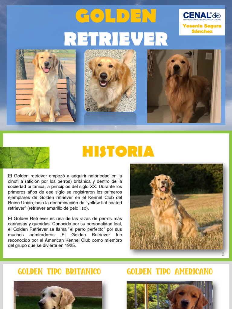 Golden Retriever | PDF | Golden Retriever | Perros