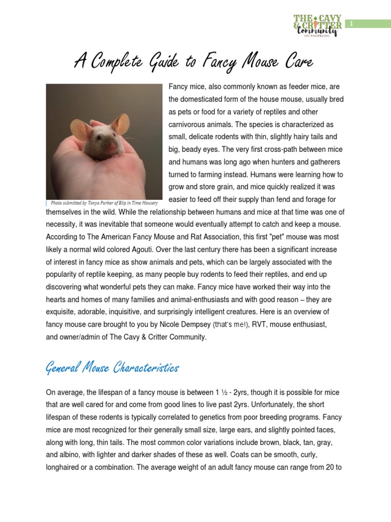 Mouse Care Guide | PDF | Mouse | Rodent