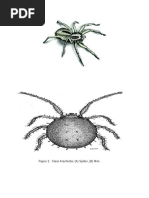 Types of Legs in Insects | PDF