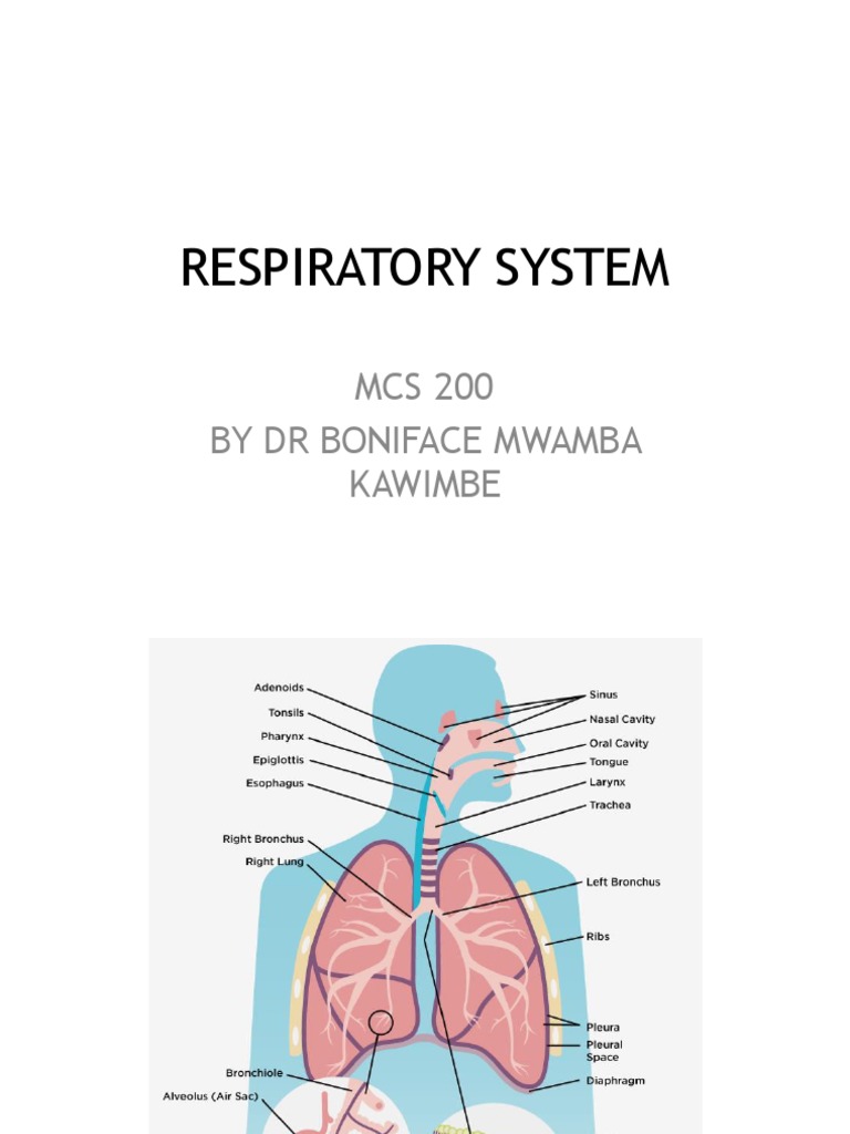 MCS 200 - 9 - Respiratory System | PDF | Respiratory System ...