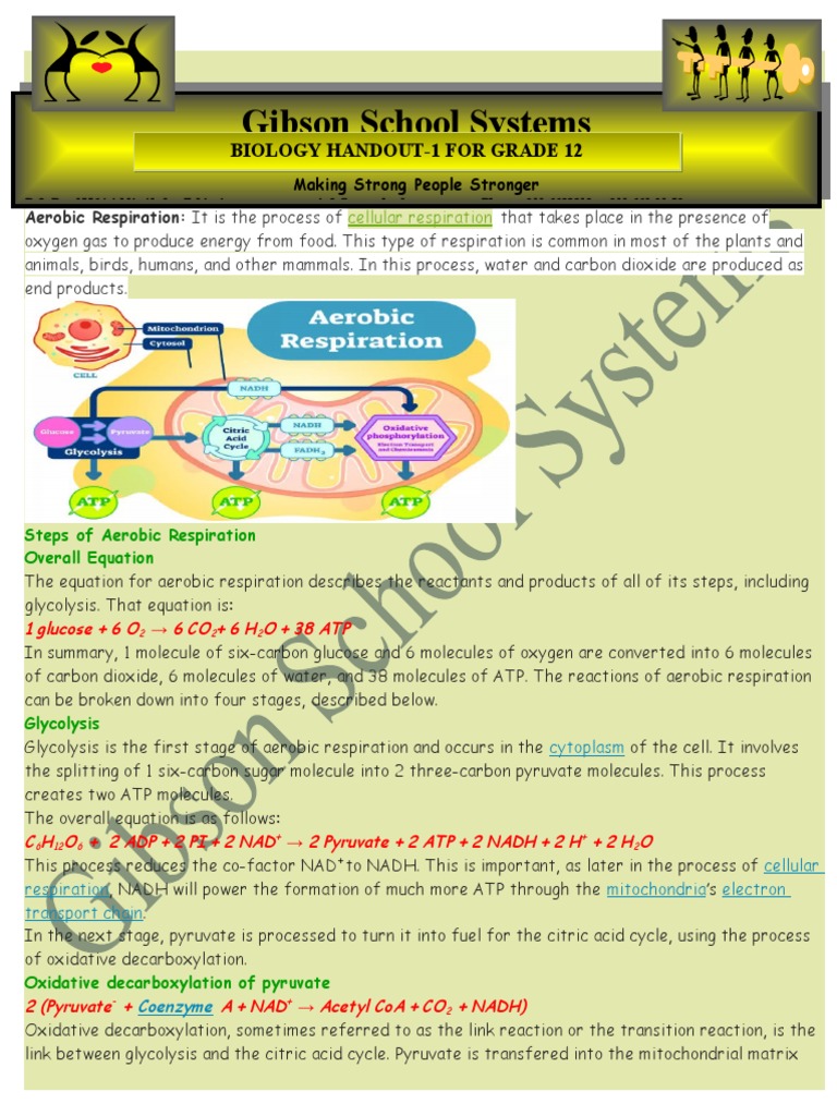 Revision Handout 1 For Grade 12 | PDF | Cellular Respiration | Electron ...