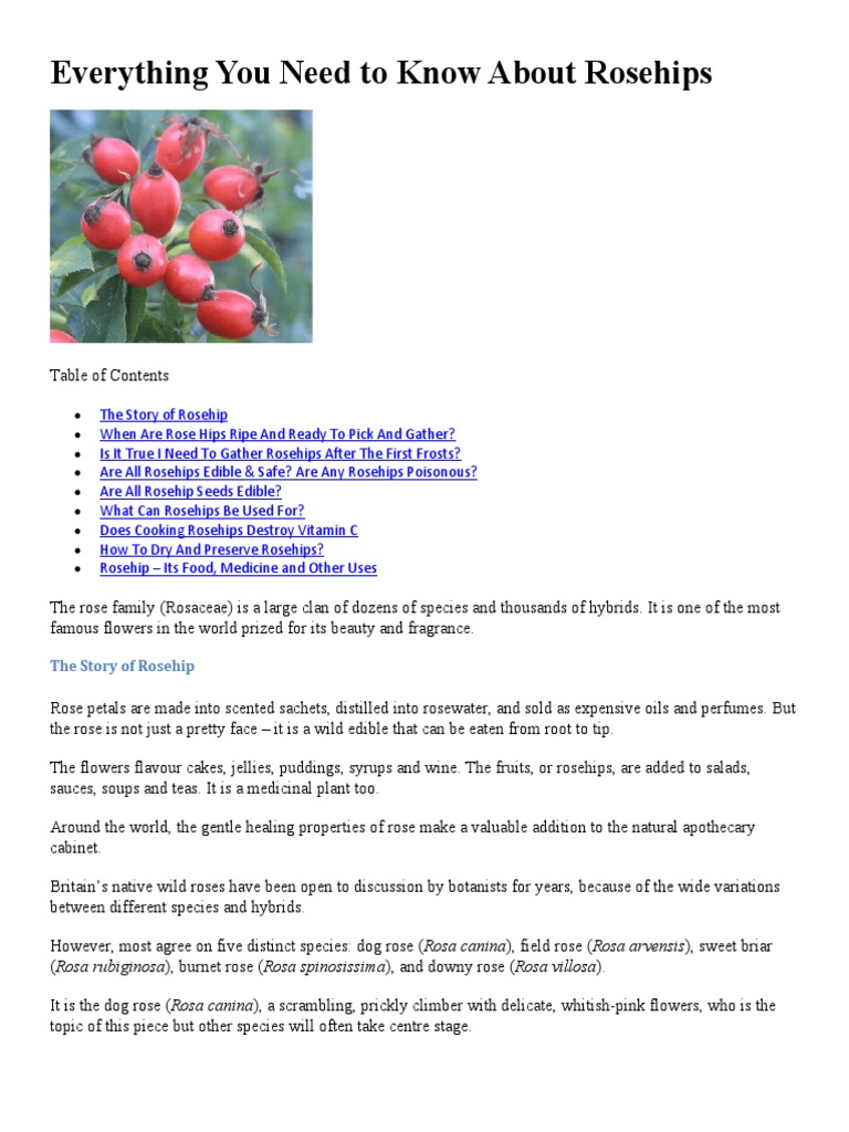 Everything You Need To Know About Rosehips | PDF | Rose | Fruit Preserves