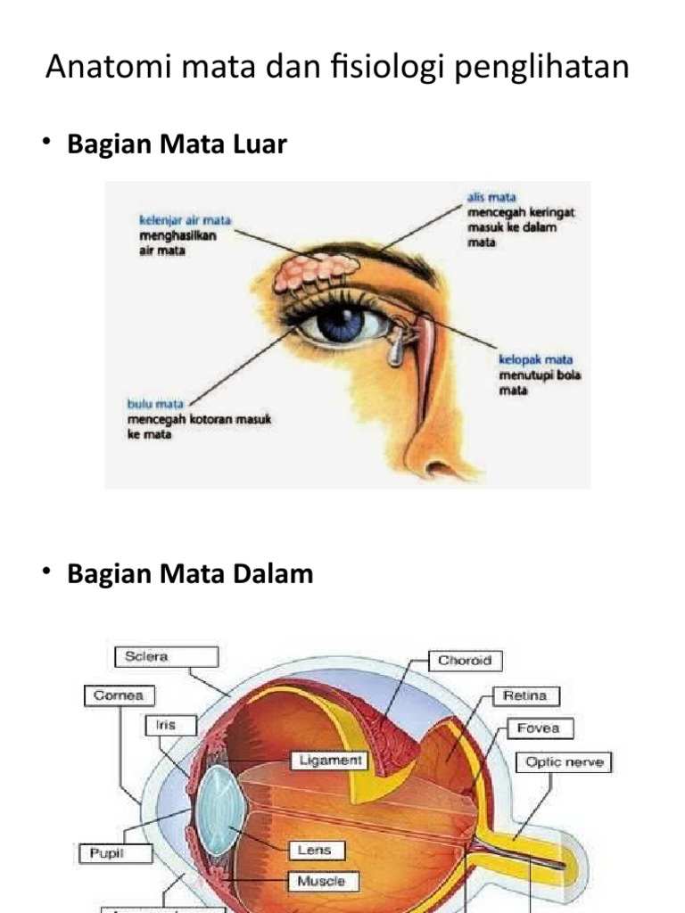 Anatomi dan Fisiologi Mata Manusia | PDF