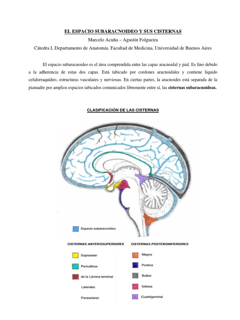 Cisternas de LCR | PDF | Cerebelo | Anatomía humana