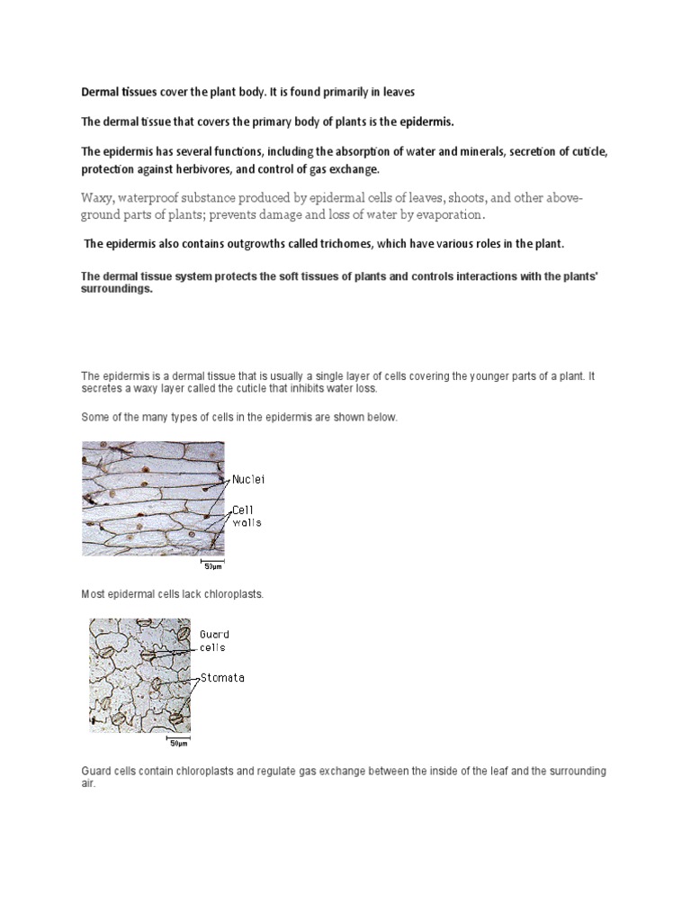 Dermal Tissues Cover The Plant Body | PDF | Plants | Leaf