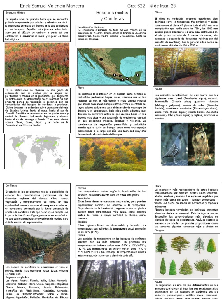 Bosque Mixto y de Coníferas | PDF | Clima templado | Los bosques