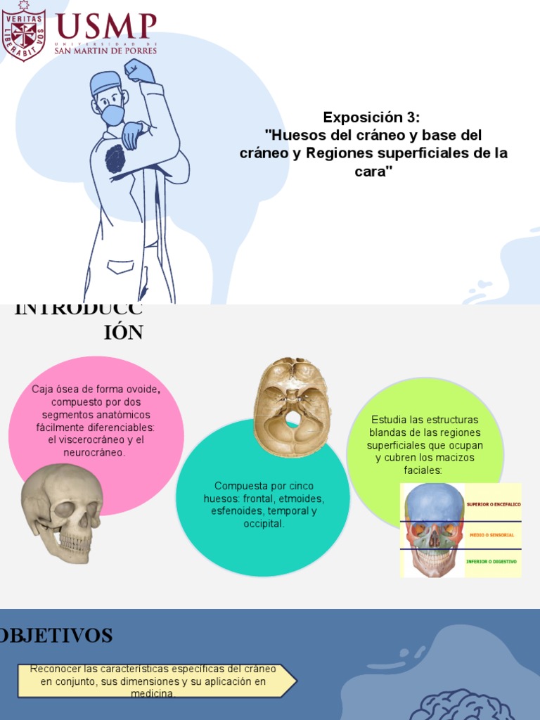CEREBRO | PDF | Cráneo | Anatomía de los primates