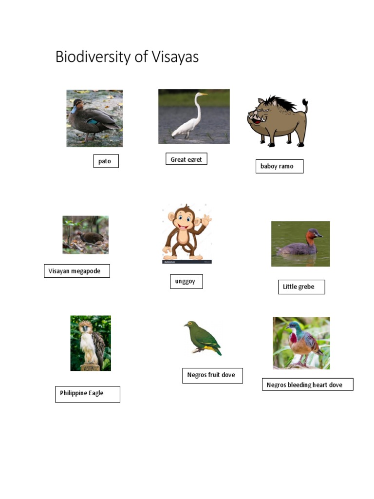 Mga Hayop Sa Visayas | PDF