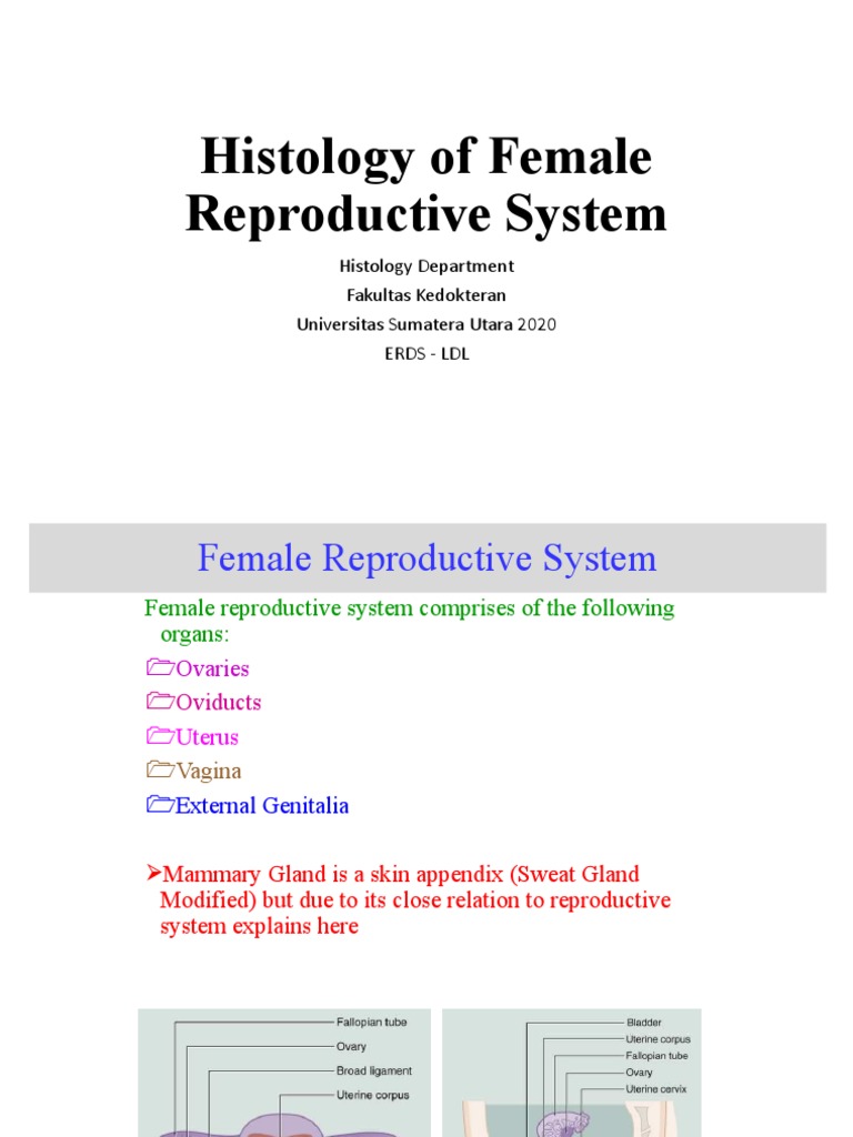 Histology of Female Reproductive System | PDF | Ovary | Epithelium