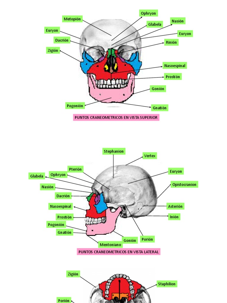 Puntos Craneometricos | PDF