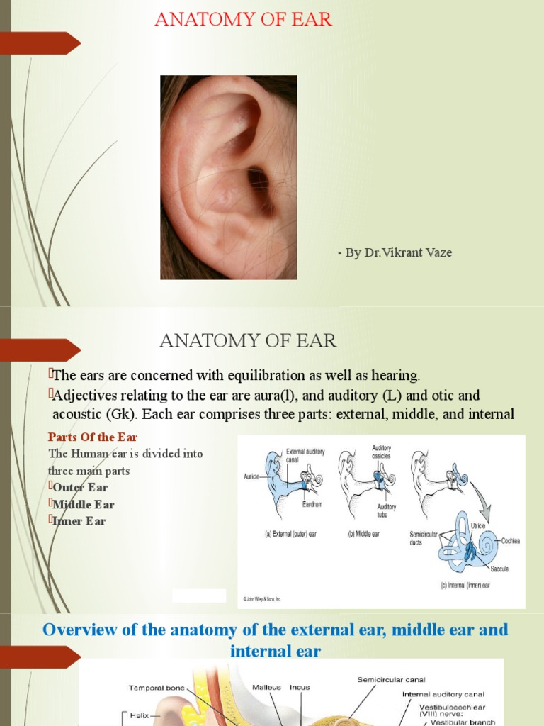 Anatomy of Ear 1 | PDF | Ear | Otorhinolaryngology