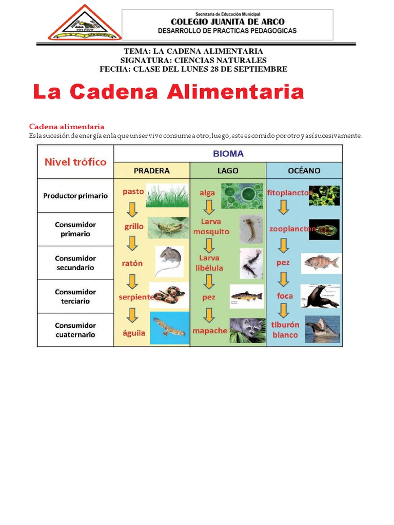 La cadena alimentaria: productores, consumidores y descomponedores ...