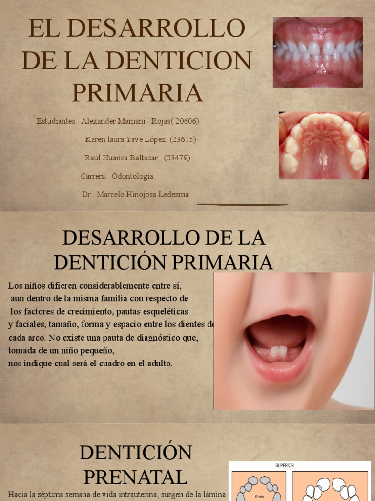 Desarrollo de La Denticion Primaria | PDF | Diente | Boca