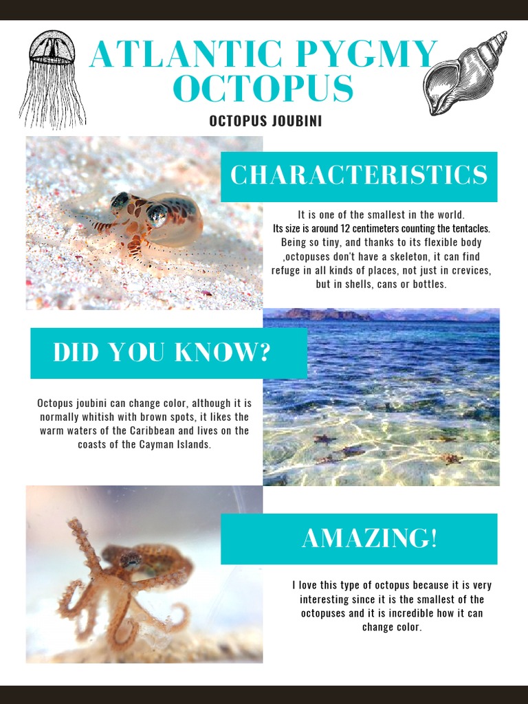 Atlantic Pygmy Octopus: Characteristics | PDF