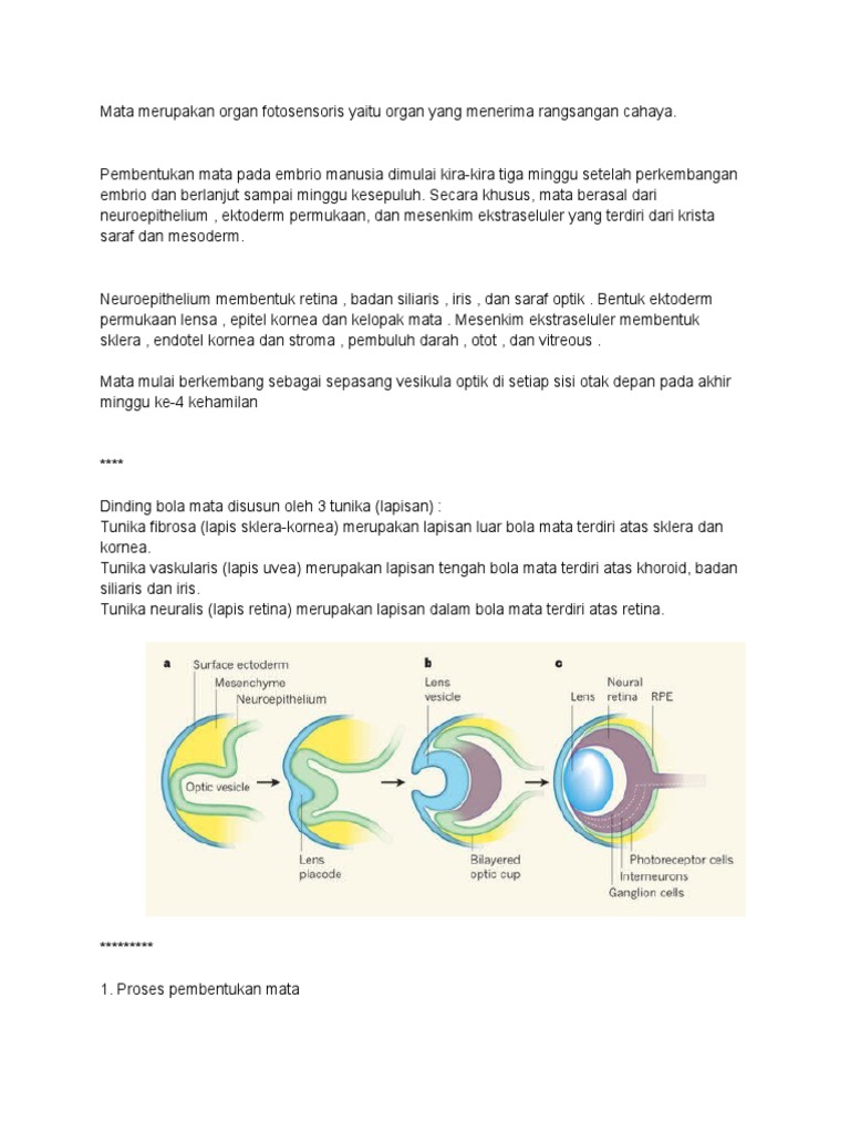 Mata Merupakan Organ Fotosensoris Yaitu Organ Yang Menerima Rangsangan ...