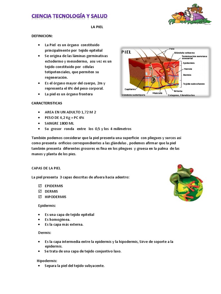 La Piel Pdf Epidermis Piel