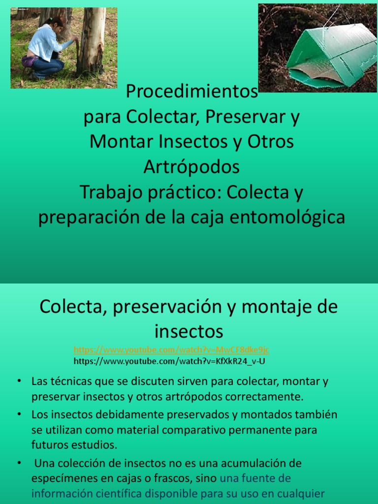 Procedimientos para Colecta y Preservacion de Insectos | PDF | Insectos ...