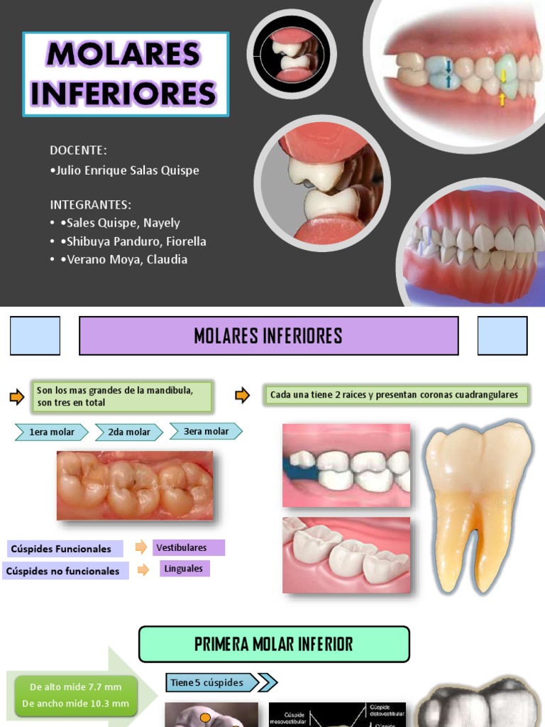Anatomía de los Molares Inferiores | PDF | Anatomia dental | Boca