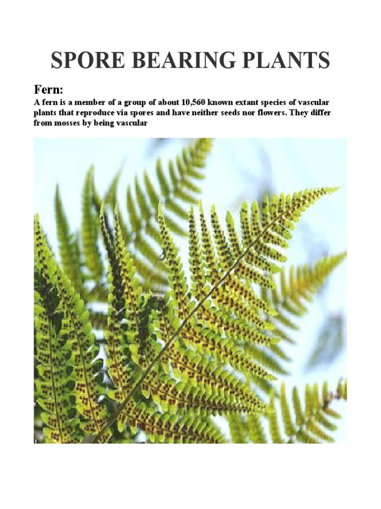 Spore Bearing Plants | PDF