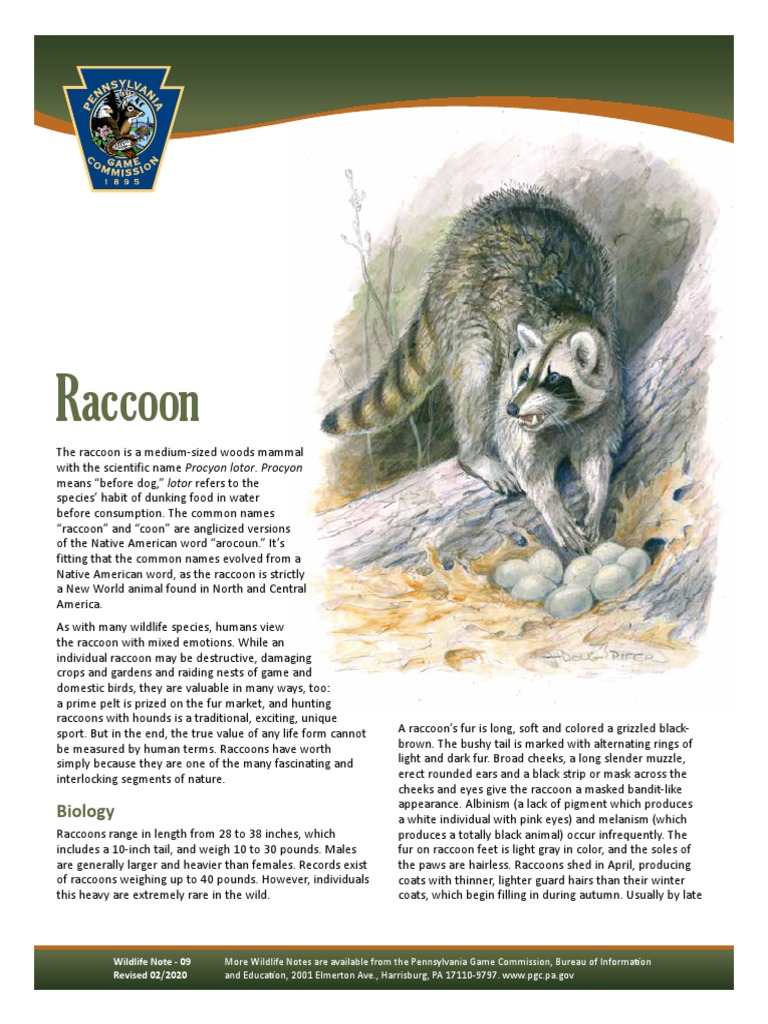 Raccoon PDF | PDF | Raccoon | Fur