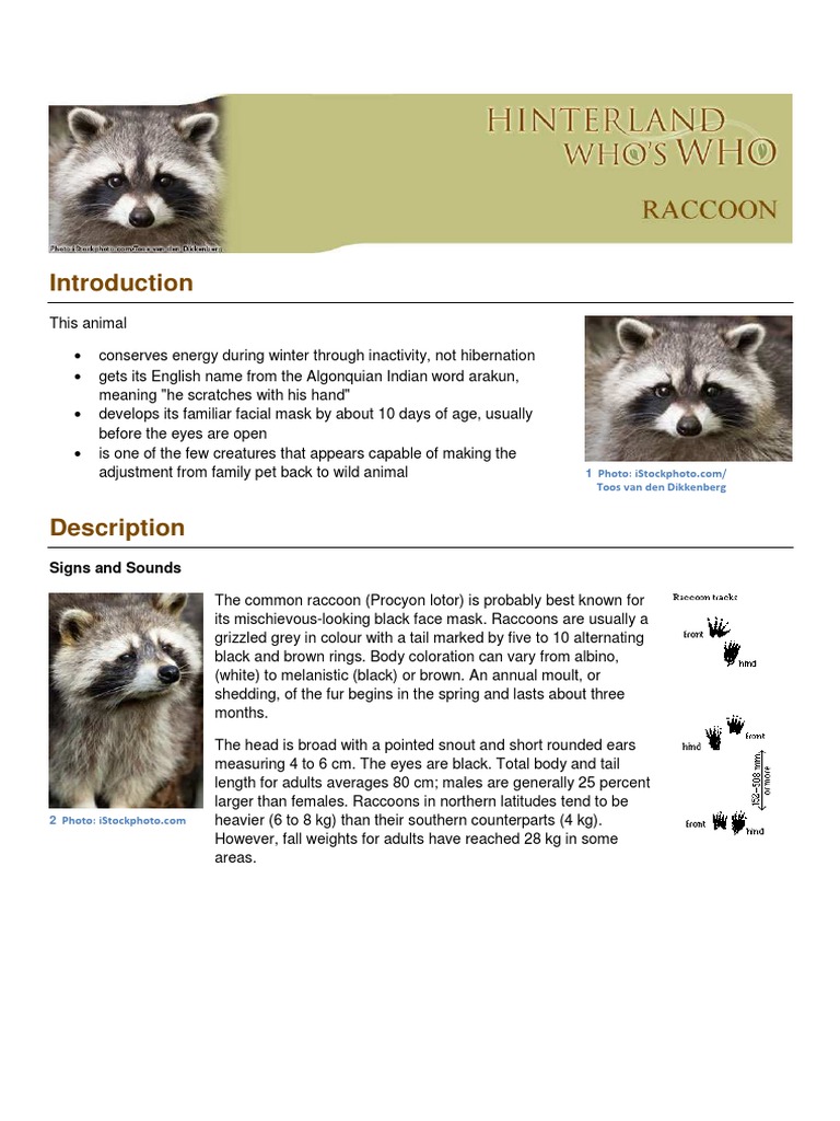 Raccoon en PDF | Download Free PDF | Raccoon | Rabies