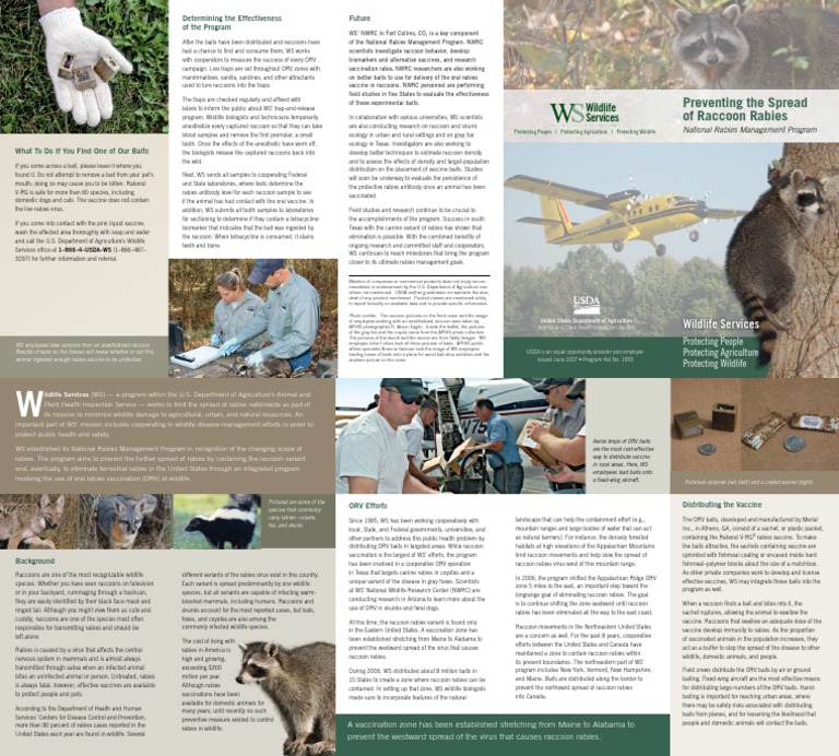 RabiesBrochure PDF | PDF | Rabies | Raccoon
