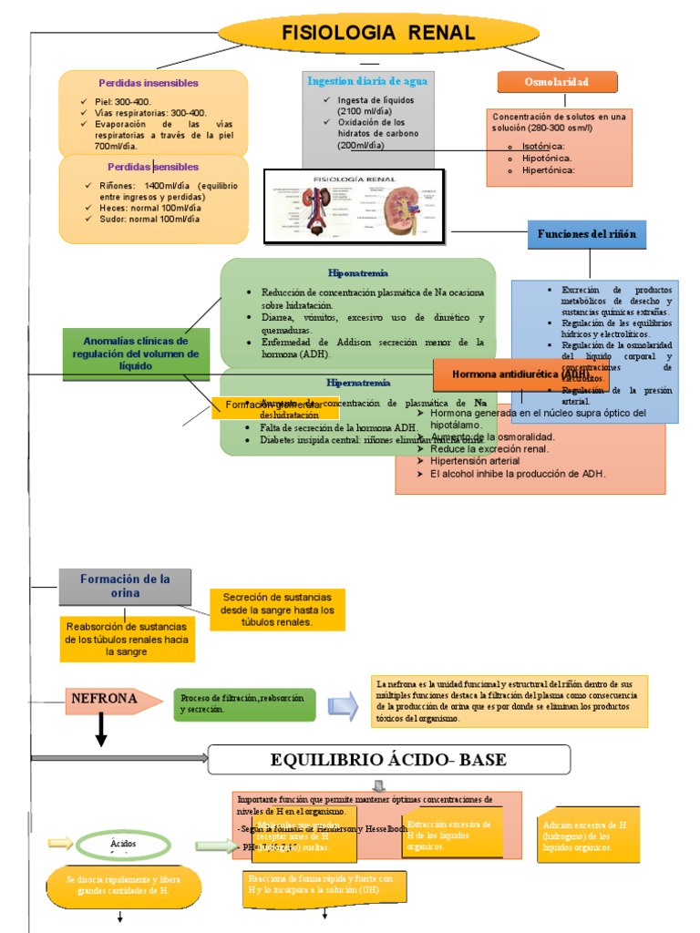 Fisio Mapa Renal | PDF | Riñón | Sodio