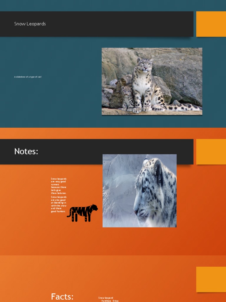 Snow Leopards: A Slideshow of A Type of Cat! | PDF | Leopard | Organisms
