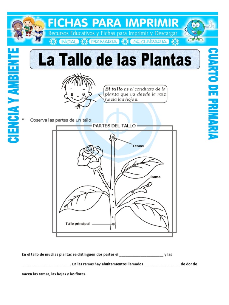 Partes y funciones del tallo en plantas | PDF | Tallo de la planta ...