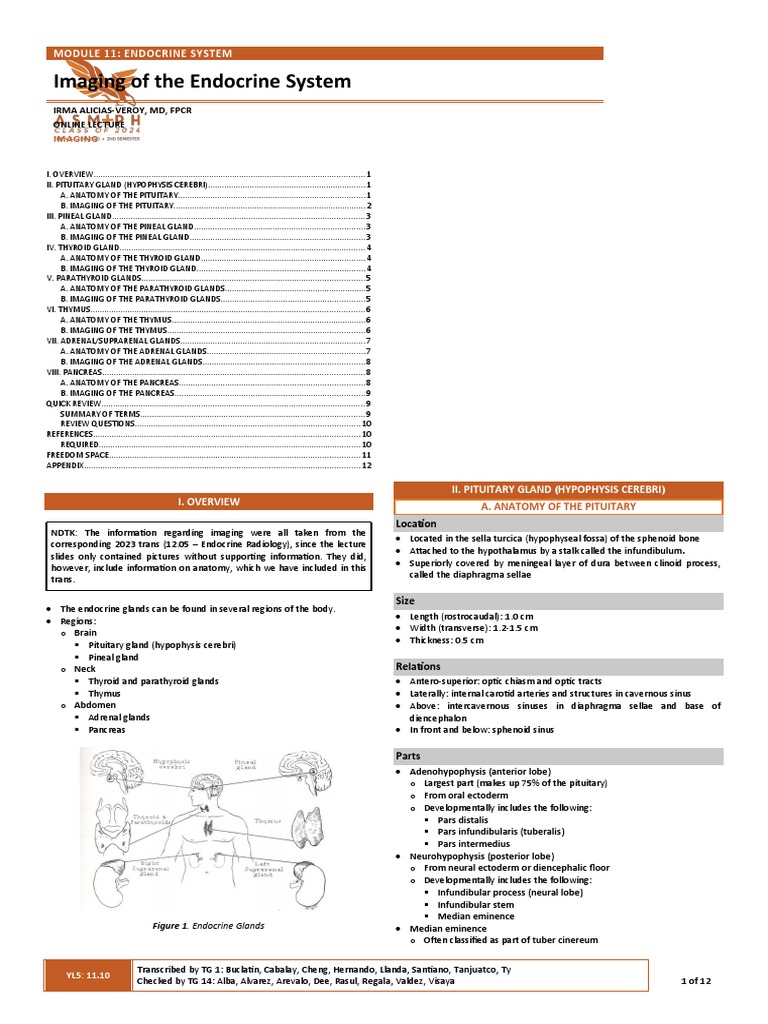 Endocrine System Imaging Overview | PDF | Pancreas | Adrenal Gland