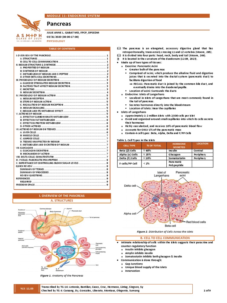 Pancreas: Module 11: Endocrine System | PDF | Insulin | Pancreas