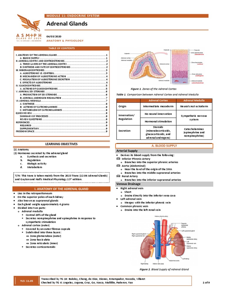 Adrenal Glands: Module 11: Endocrine System | PDF | Adrenal Gland ...