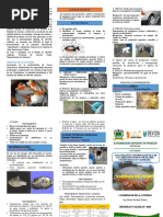 Triptico Cirrosis Hepatica | PDF | Salud pública | Medicina CLINICA